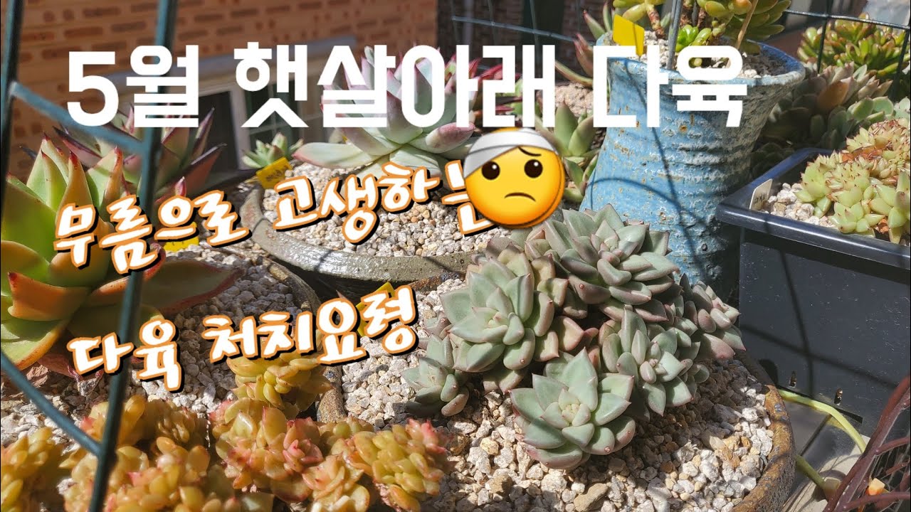 봄비를 지속적으로 맞고 무름병으로 고생하는 다육 처치요령다육이키우기 옥상다육 Succulent 초보다육 Youtube