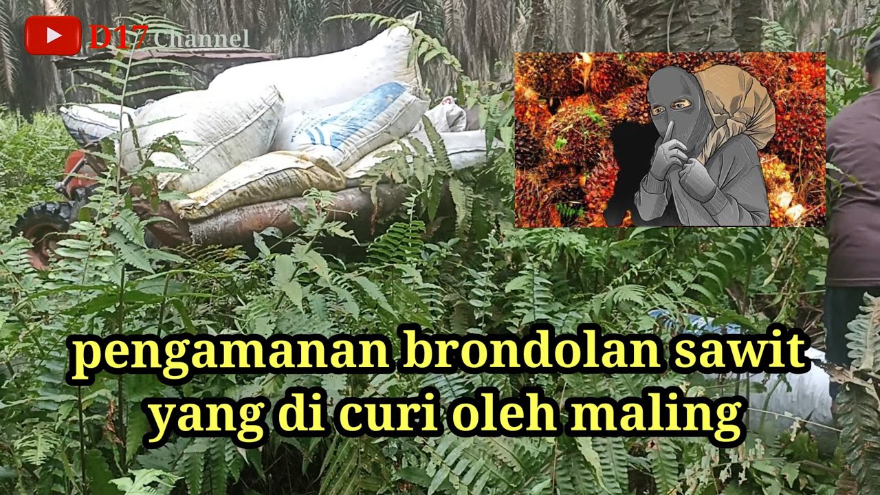 pengamanan brondolan sawit yang di curi oleh maling - YouTube