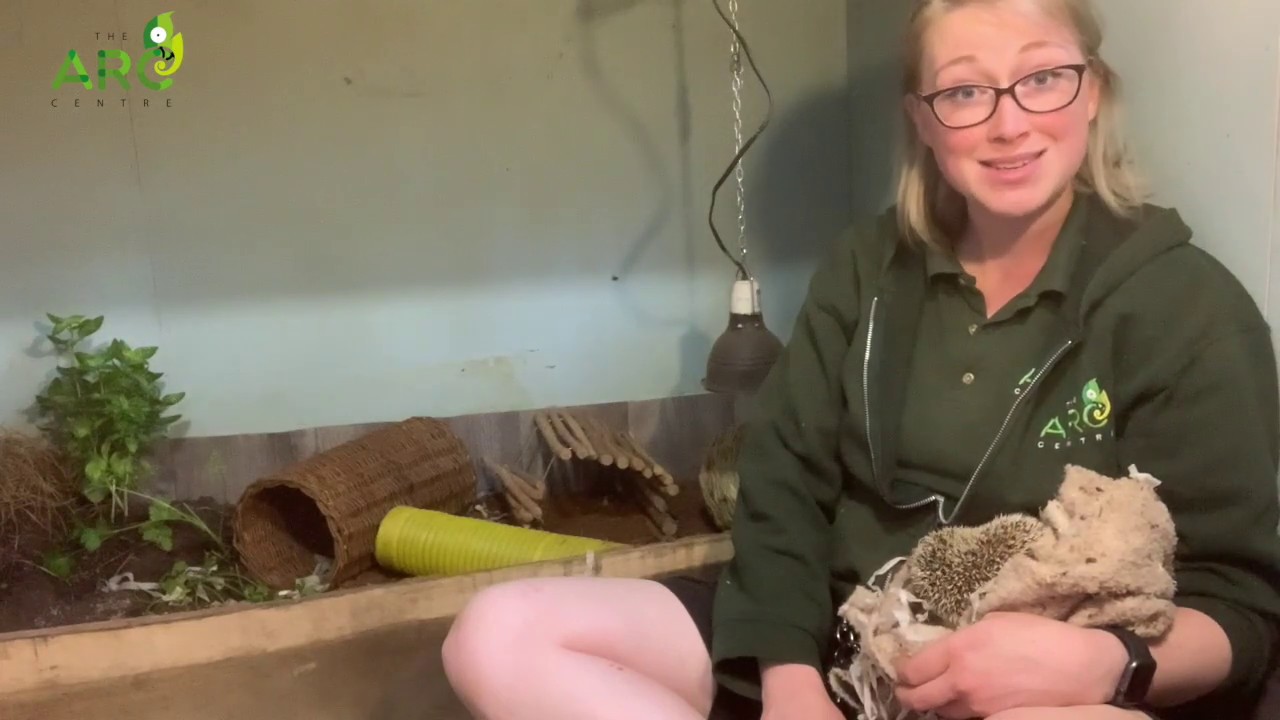 Diet and Habitat | Spike the African Pygmy Hedgehog - YouTube