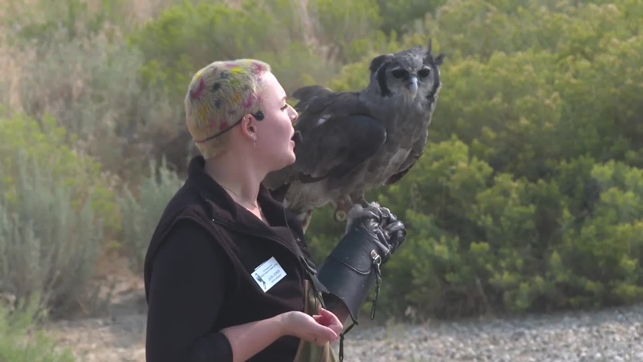World Center for Birds of Prey shows off a wide variety of birds in ...