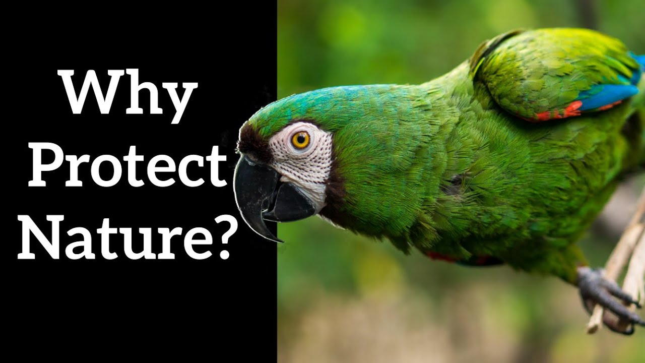 Why Protect Nature? And How? - YouTube