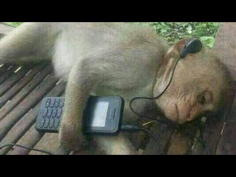 Monkey Listening To Monkey Rap - YouTube