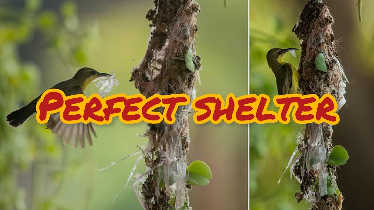Making nest|perfect shelter |zains little world - YouTube