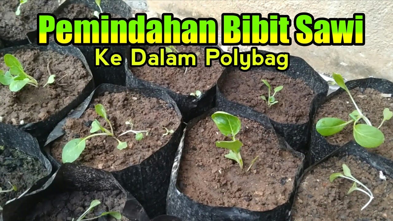 Pemindahan bibit sawi ke dalam polybag - YouTube