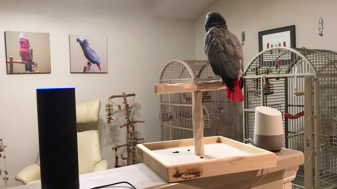 Alexa. Order African Grey. - YouTube