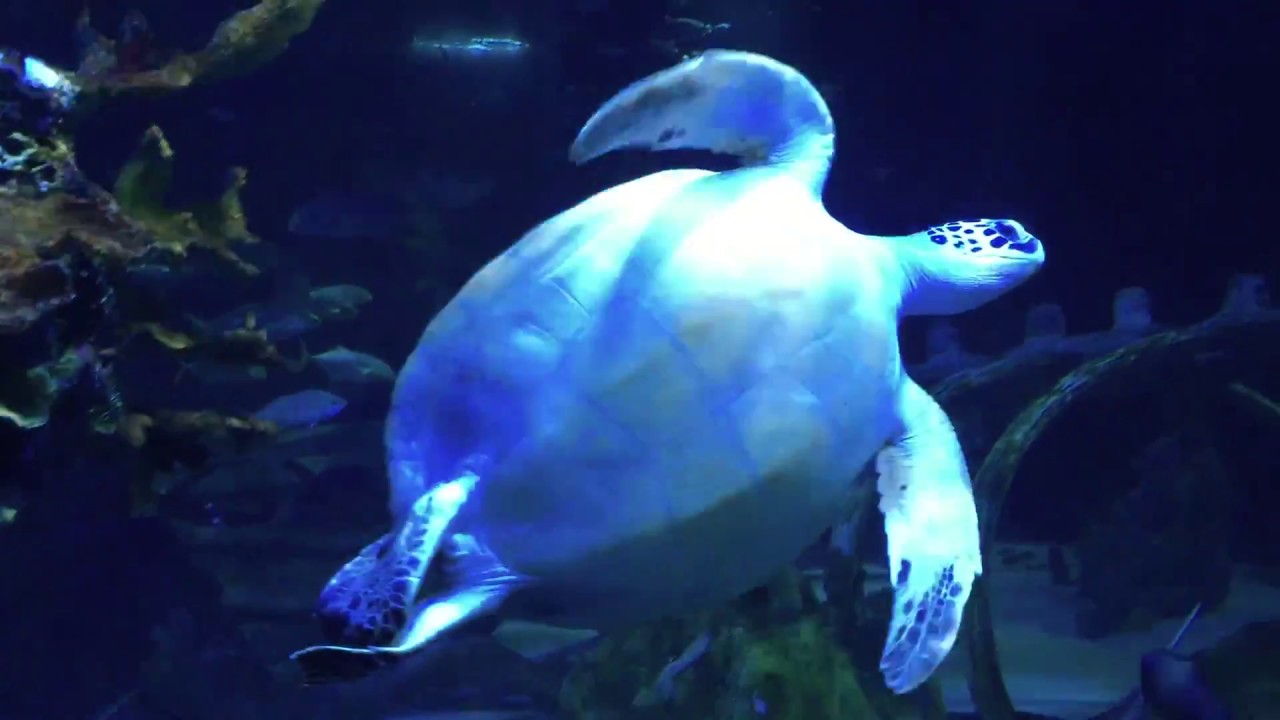 Spotlight On: Skylar Snowden, SEA LIFE Arizona Aquarium - YouTube