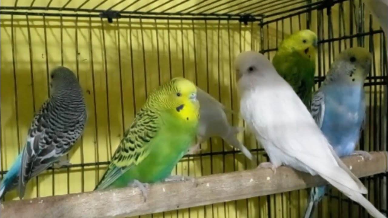 Bajri parrot ke awaz|Australia parrot sound|Bajri sound|Budgies birds ...