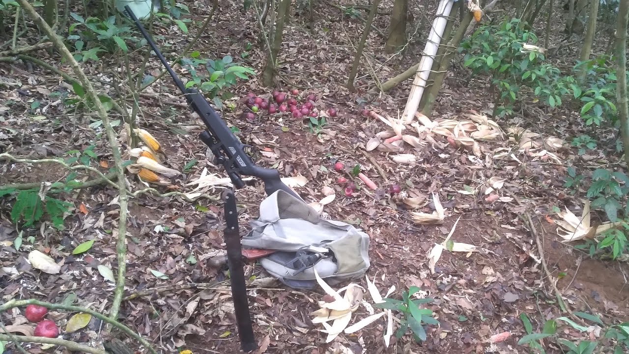 A MELHOR CEVA DE PACA (como identificar o comido de paca) - YouTube