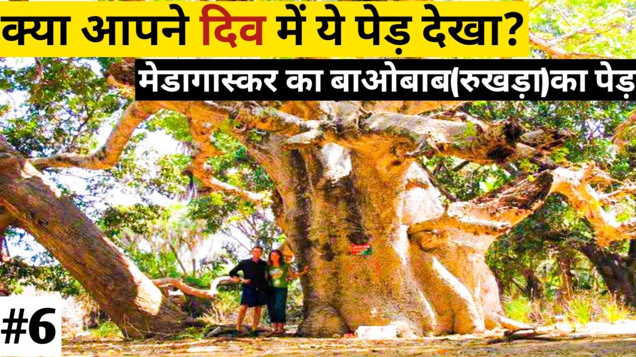 Biggest Tree In Diu | Dianosor Park | Nagoa Beach - YouTube