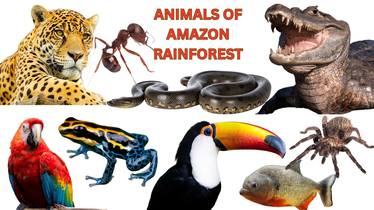 AMAZON RAINFOREST ANIMALS | ANIMALS FOUND IN AMAZON JUNGLE - YouTube