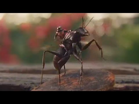 Ant man - All fight scenes - YouTube