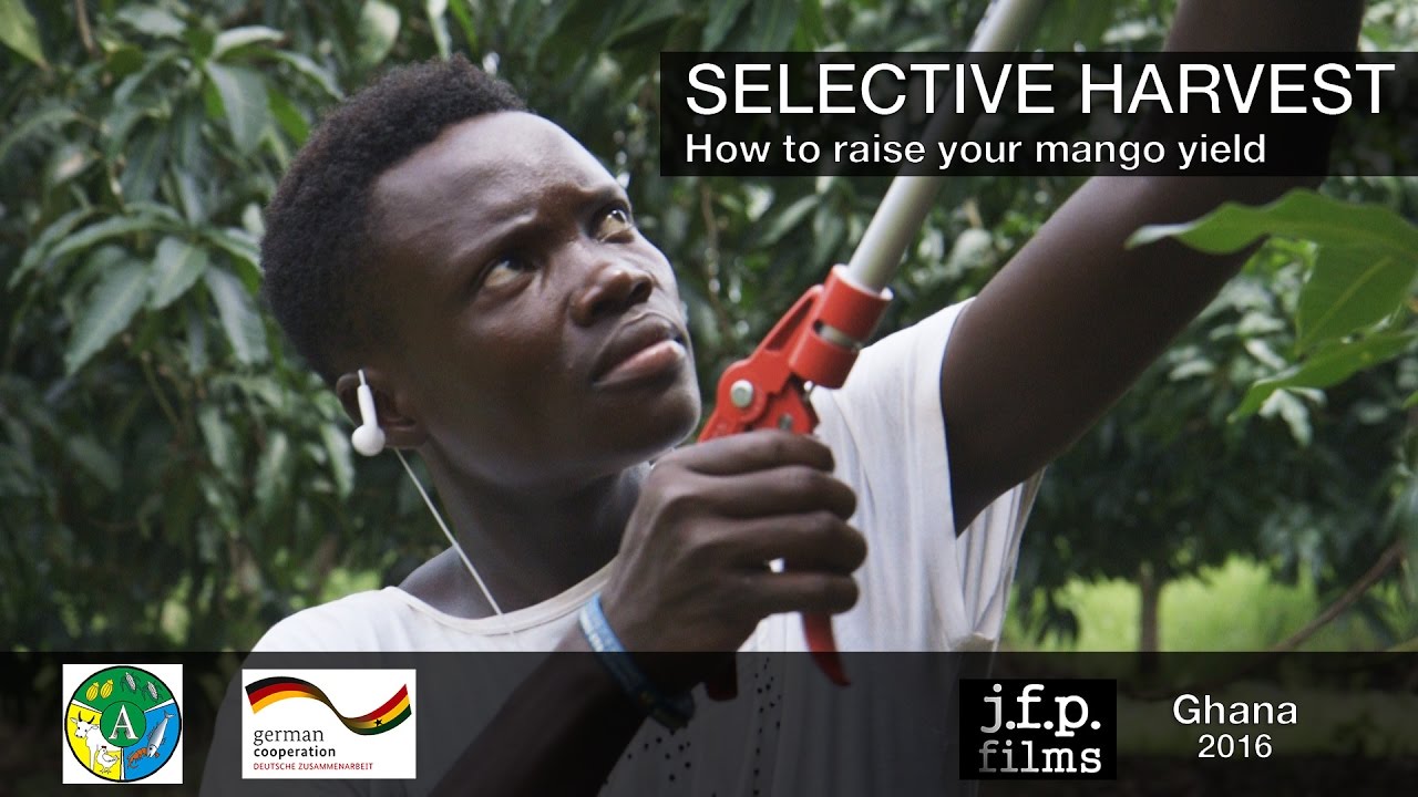 Selective Harvest - How to raise your mango yield - YouTube