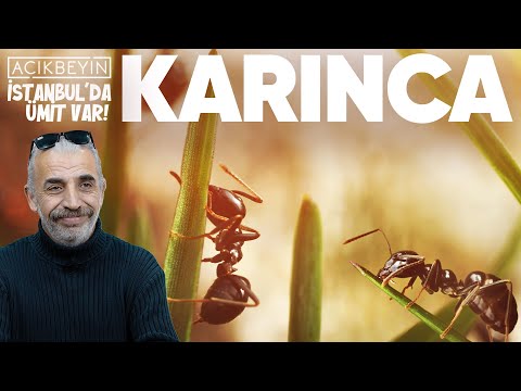 Karınca | İstanbul'da Ümit Var | 30.Bölüm