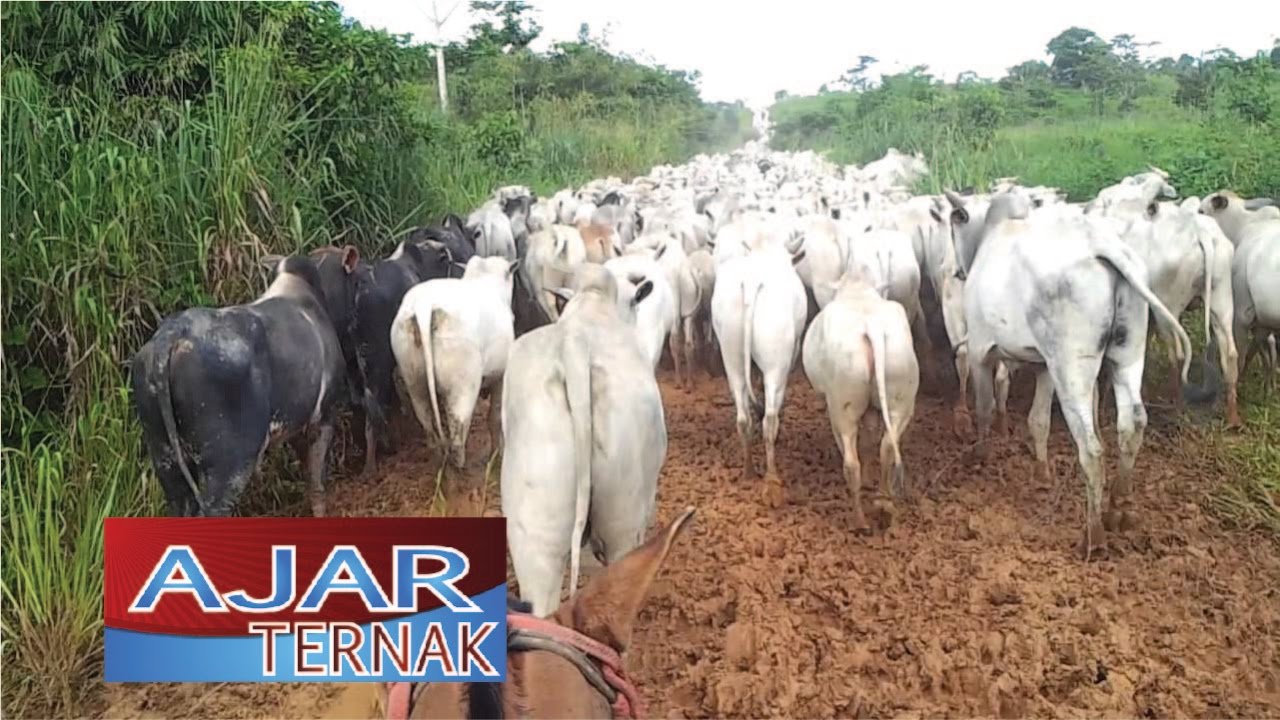 Menggembala Sapi Super Keren - YouTube