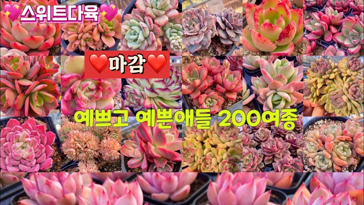4월 15일 ️다육이 200여종 ️ 눈에 쏙쏙 들어오는 아이들만 쵤영해보았습니다🥰 스위트다육 다육 다육식물 다육이 다육화분 Youtube