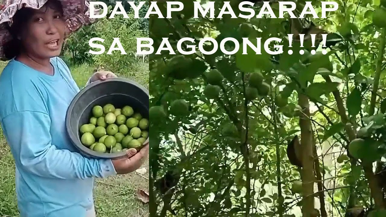 PHILIPPINE LEMON/DAYAP MASARAP SA BAGOONG! TARA AT PUMITAS || BUHAY ...