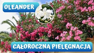 How to grow Oleander? When to prune, how to overwinter? 🌾🌾🌾