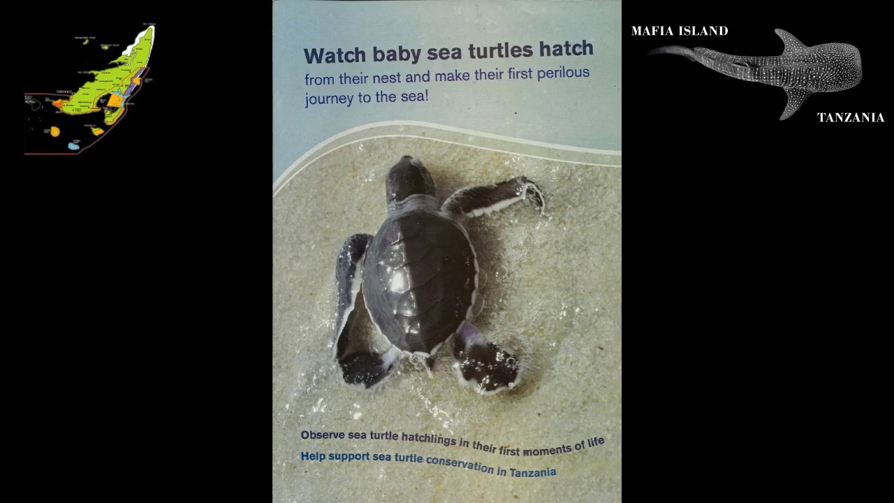 Mafia Island Marine Park Turtle Hatching - YouTube