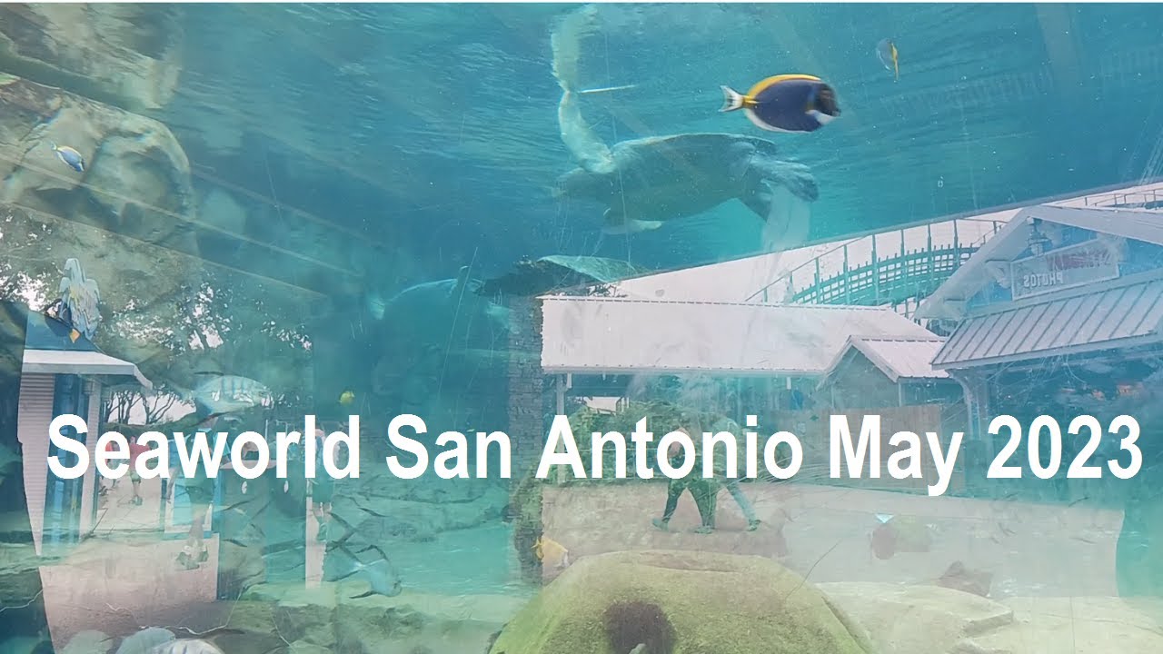 Seaworld San Antonio Ruddy Australian Ducks Flamingos Sea Turtles ...