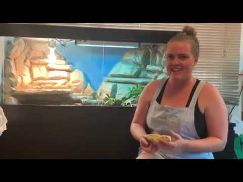 DIY Fake Rock Background for Reptile Enclosure - YouTube