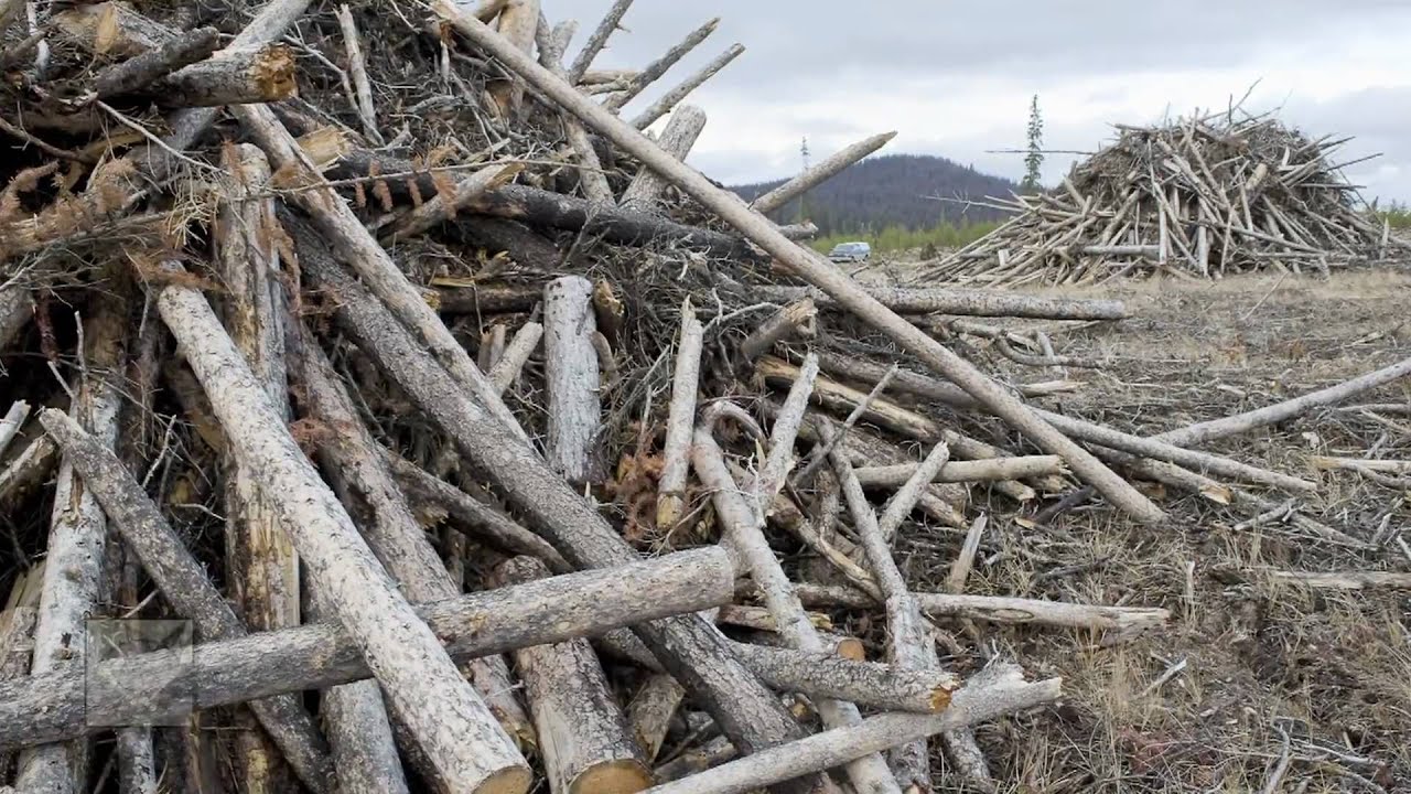 Shortchanged: Tallying the Legacy of Waste in BC's Logging Industry ...