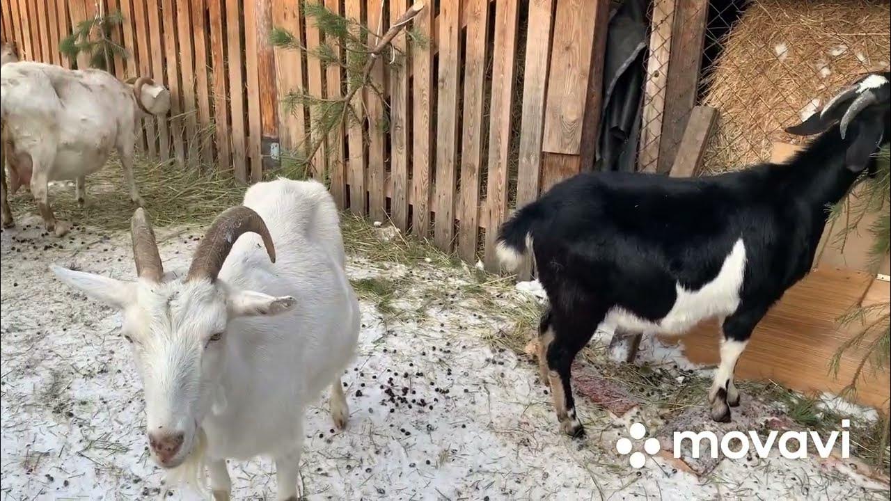 Не хватает овса//Видео от зрителя😀//Козы.Приучаем Раду к стаду//Ставлю ...