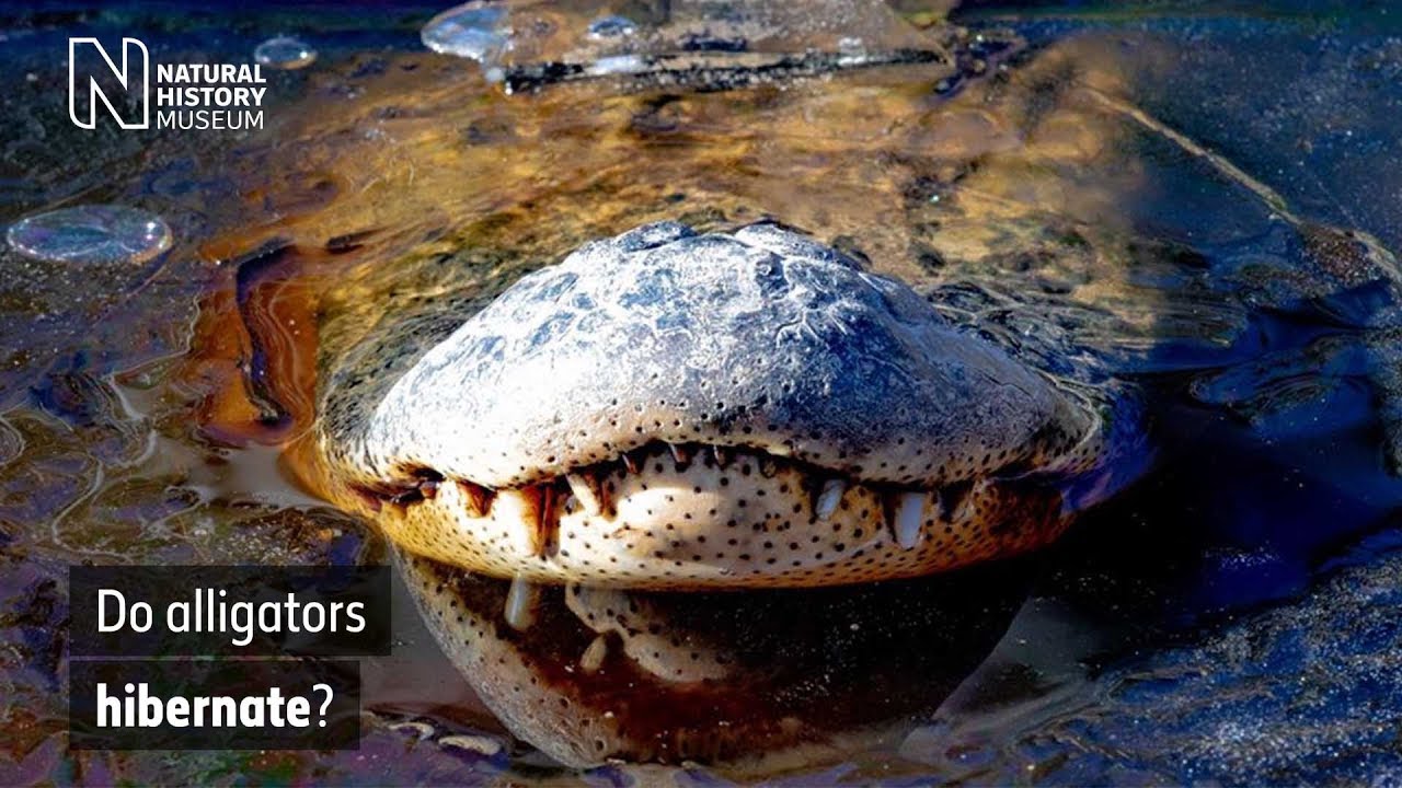 Do alligators hibernate? | Natural History Museum - YouTube