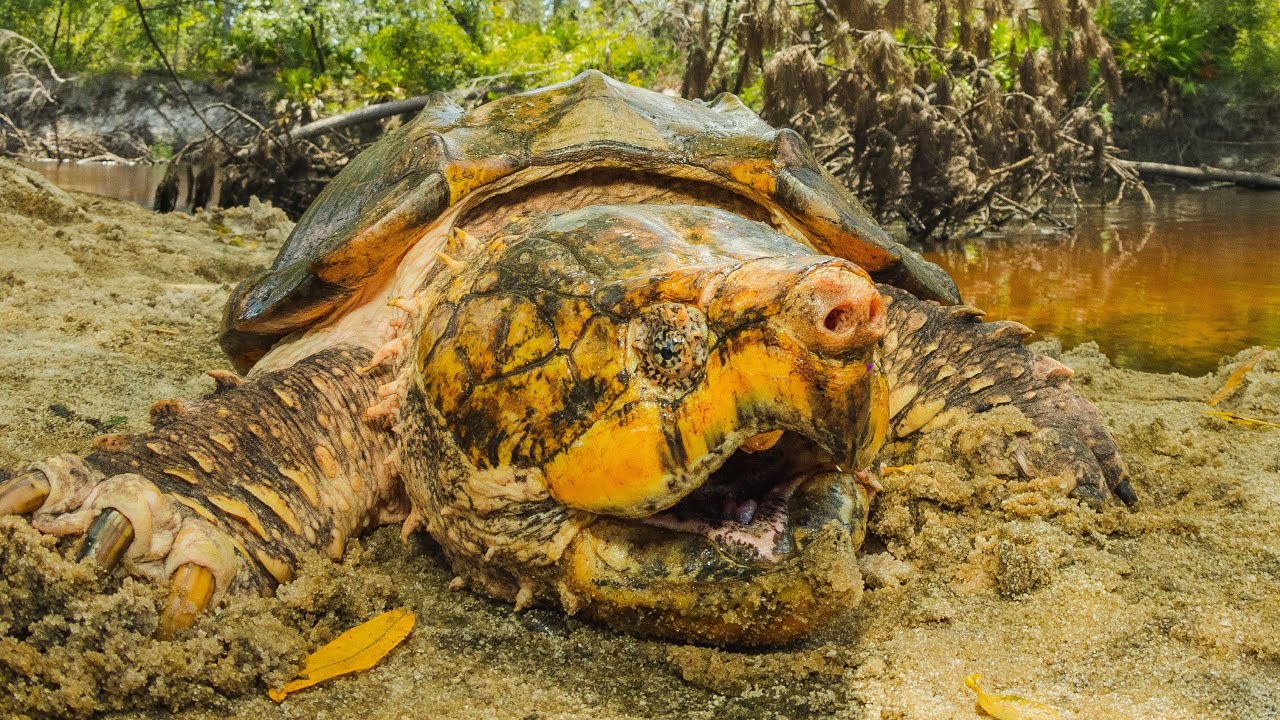 Alligator Snapping Turtle Trapping w @cavemanwildlife !! Huge Turtles ...