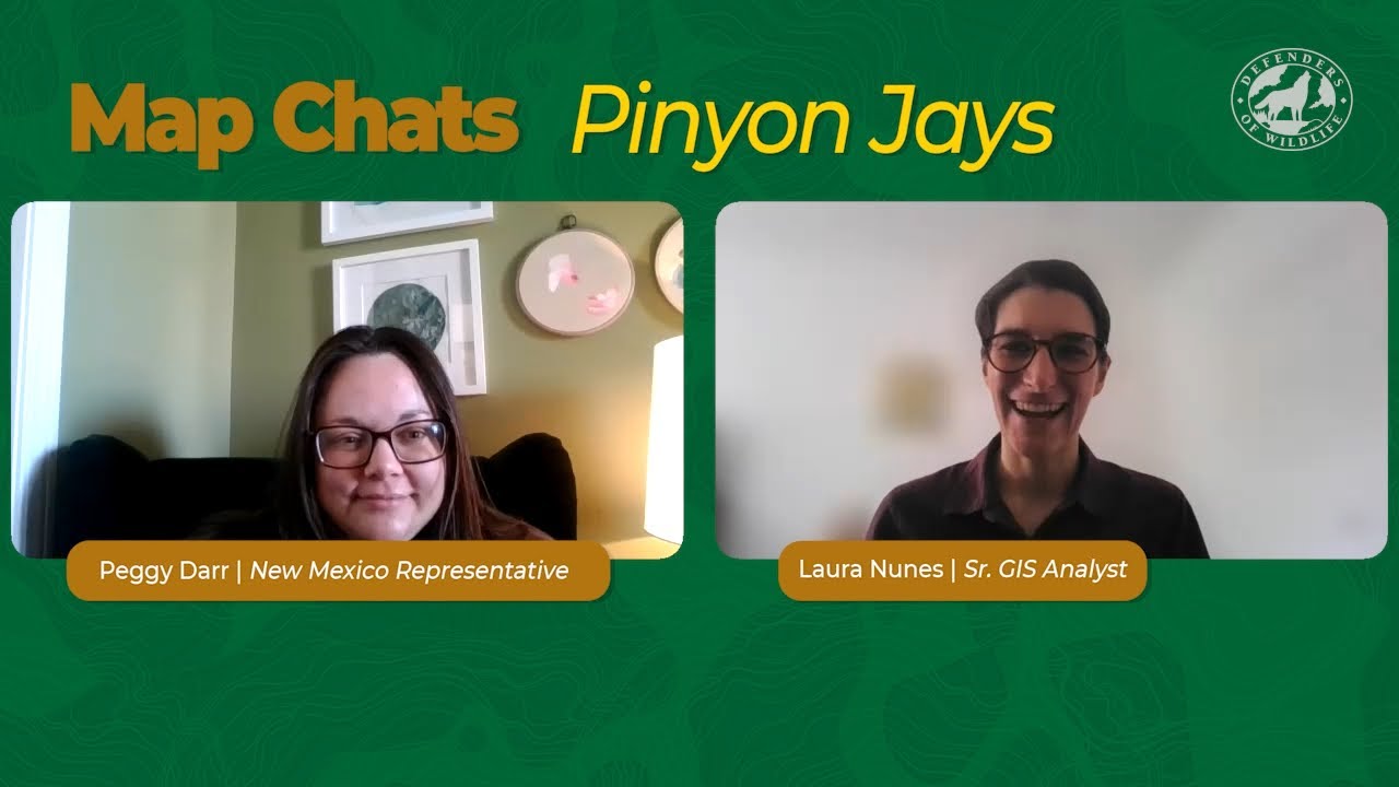 Map Chats: Pinyon Jays - YouTube