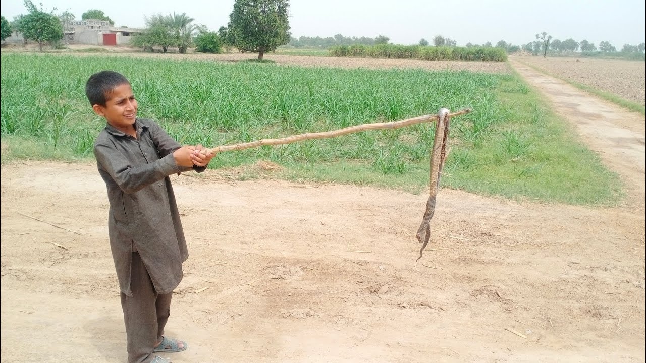 amazing street performers or busker | cobra flute music played by snake ...