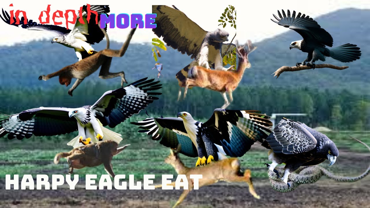 "Amazing Close-Up Footage of the Majestic Harpy Eagle in the Wild!" # ...