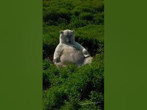 lazy sunny day for Polar bear! lazy Polar bear in sunny day - YouTube
