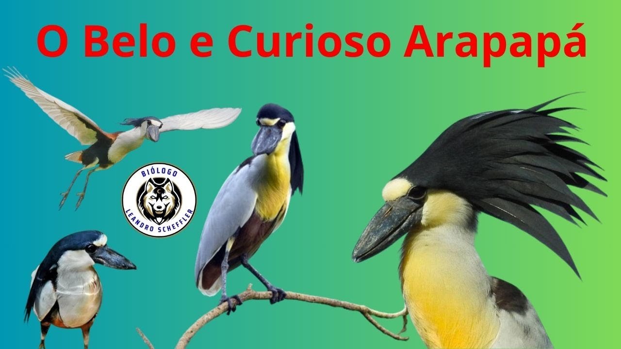 Arapapá (Cochlearius cochlearius): Uma Criatura de Encantos e ...