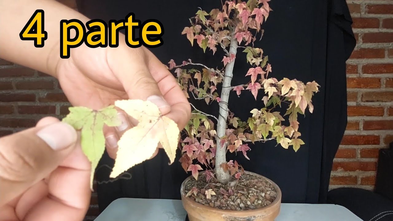 bonsai liquidambar / parte 4 - YouTube