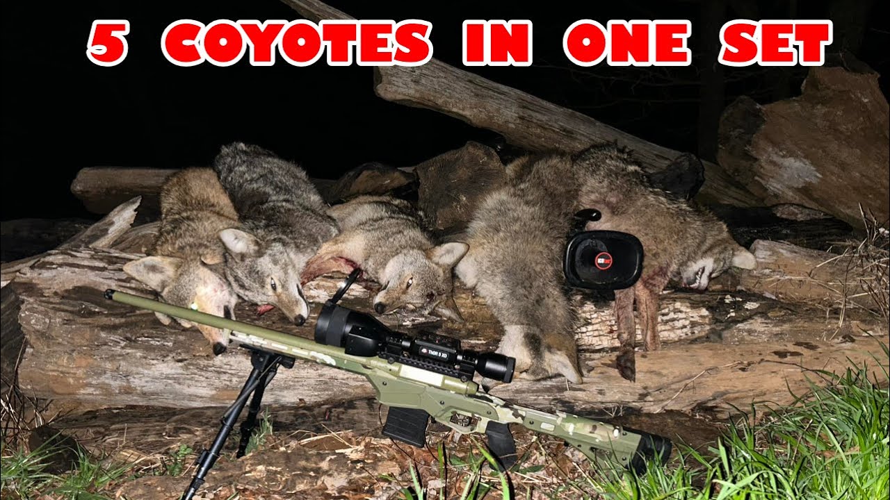 5 Coyotes on One Set - Coyote Mating Season - YouTube