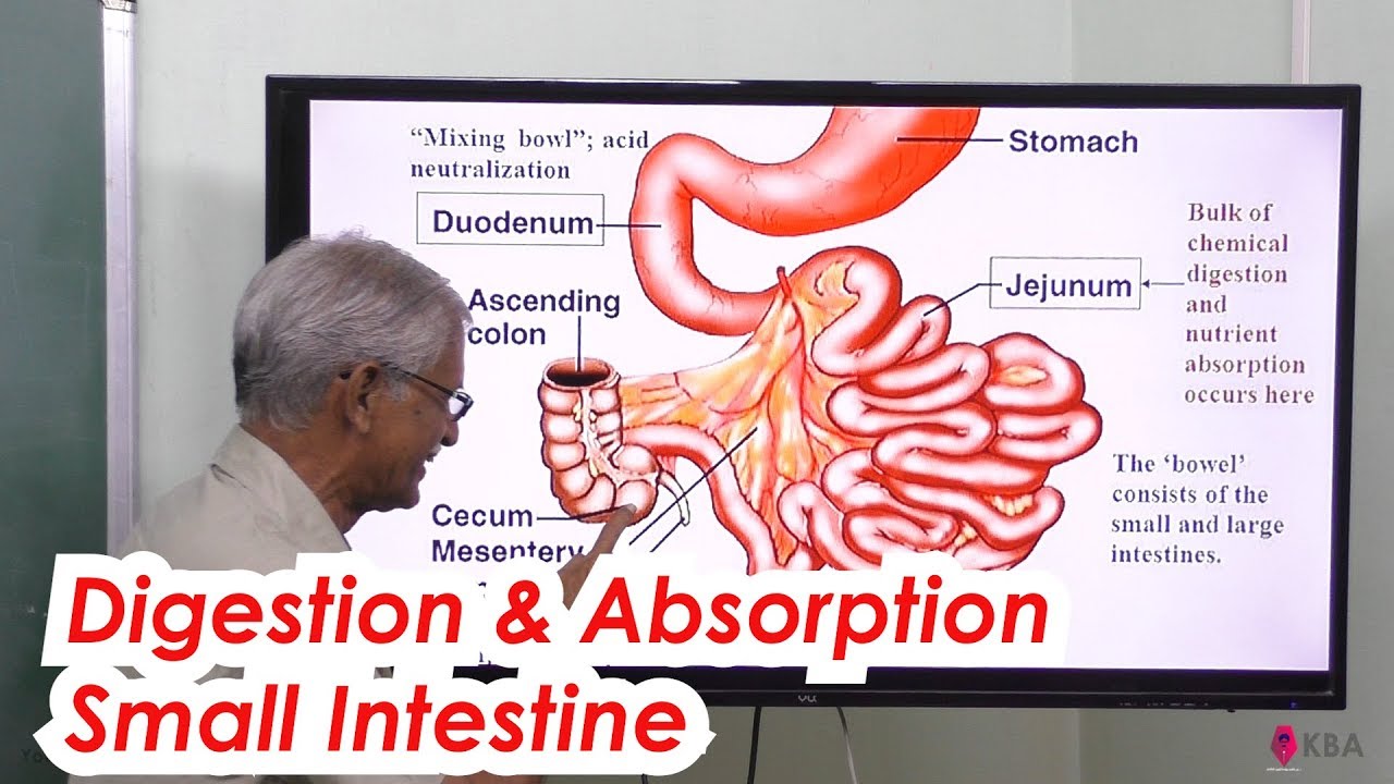 6.Zoology | Digestion & Absorption | small Intestine - YouTube