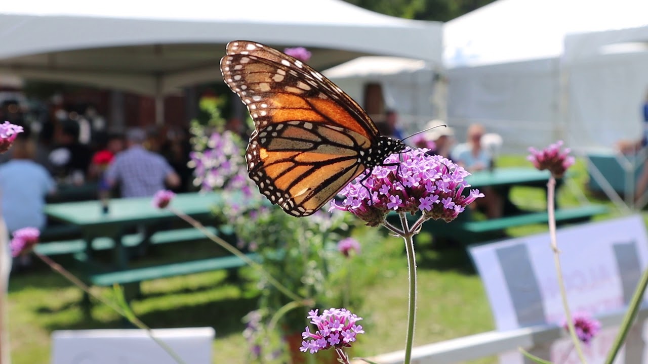 Butterfly at work - YouTube