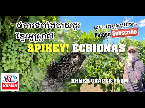 Explore SPIKEY Echidnas in Grape Farm - YouTube