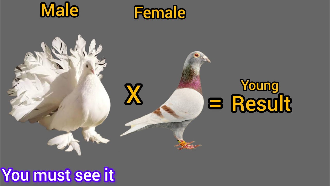 fantail + regular pigeon cross breeding result | pigeon cross breed ...