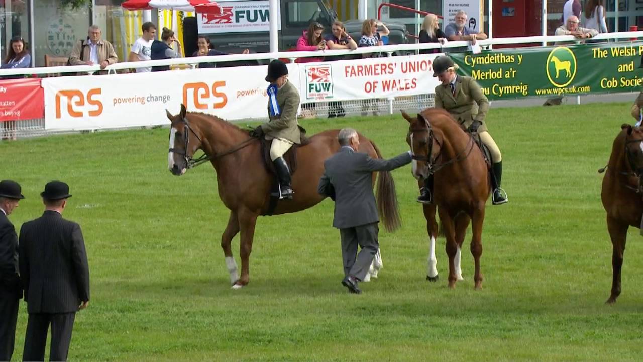 Ceffylau Hela Llai (Caseg neu Adfarch) | Small Hunter Horses Ridden ...