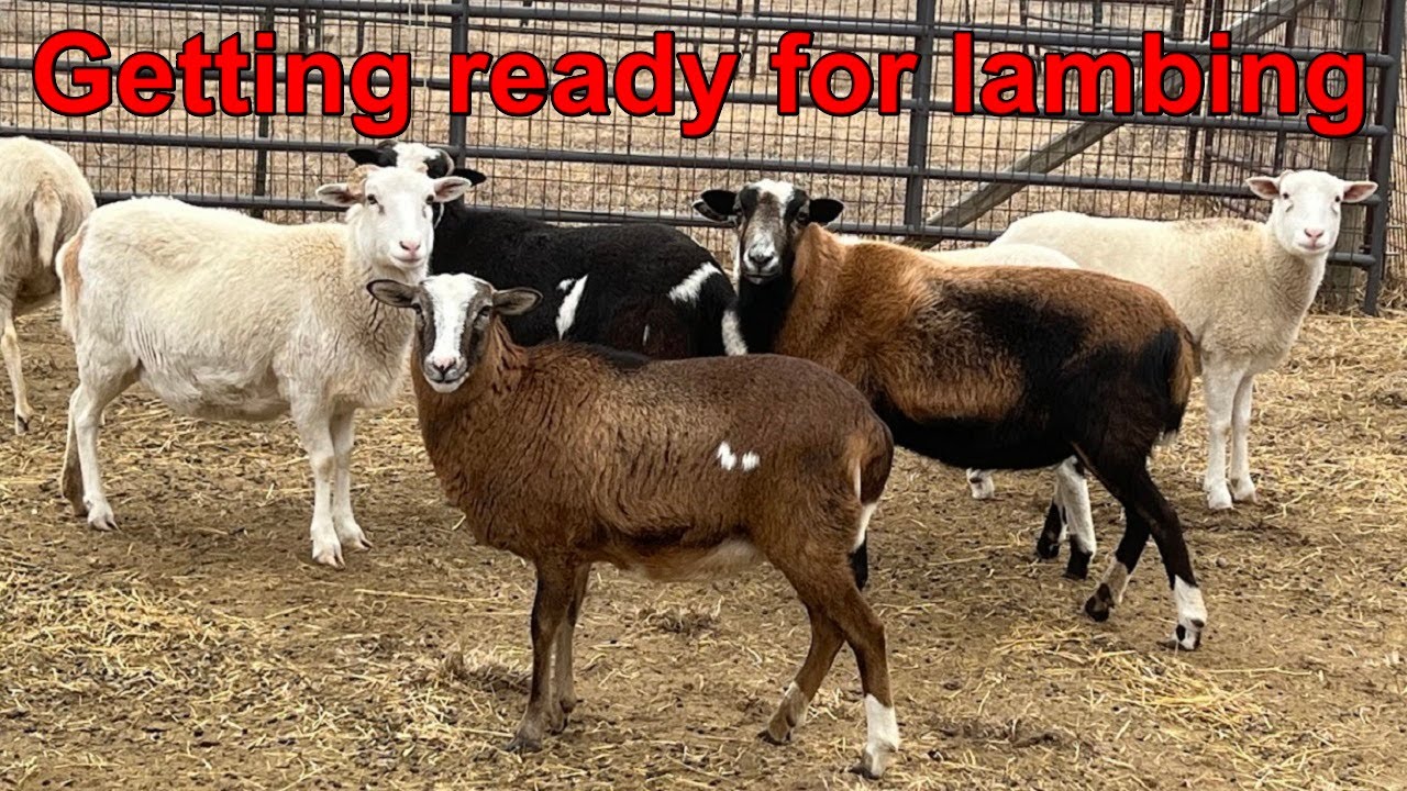 Getting ready for lambing - YouTube