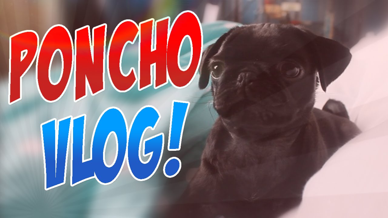 Poncho the Pug Vlog! #1 - YouTube