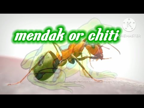 mandak or chiti - YouTube