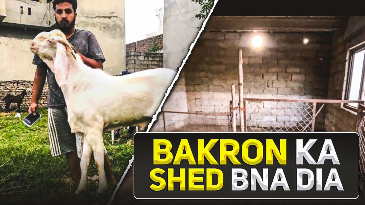 Rajanpuri bakron ka separate shed bnya🥹🫶🏻|Dera par mouse na chuzy mar ...