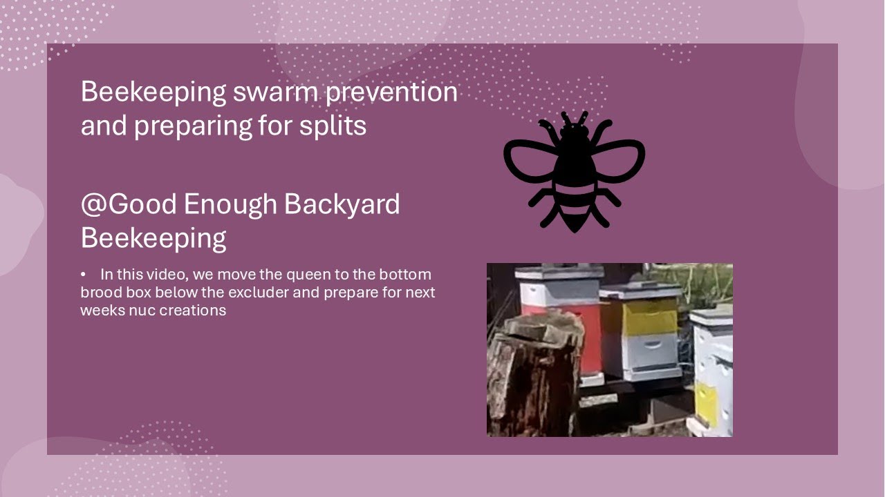 Beekeeping Preparing for splits and swarm prevention - YouTube