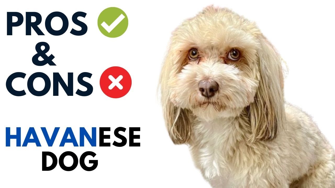 Havanese Dog Pros and Cons | Havanese Dog Advantages and Disadvantages ...