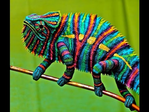 Bukalemun ( part 1 ) chameleon