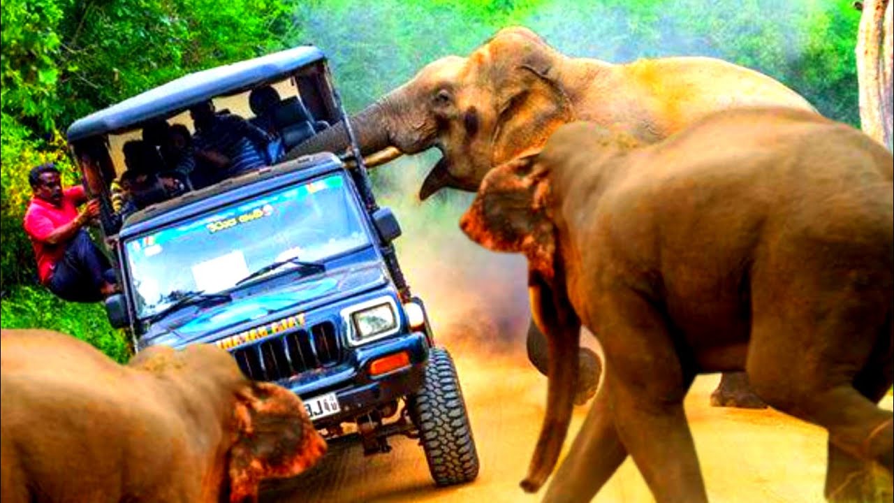 Angry Wild Elephant Attack Compilation | Animal Hub - YouTube