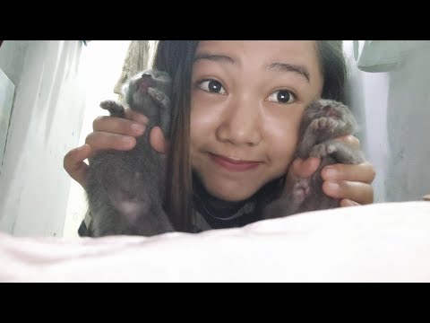 kucing BHS versi kearifan lokal - YouTube