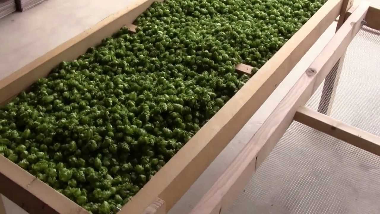 Happy HBW Hops are Drying!! - YouTube